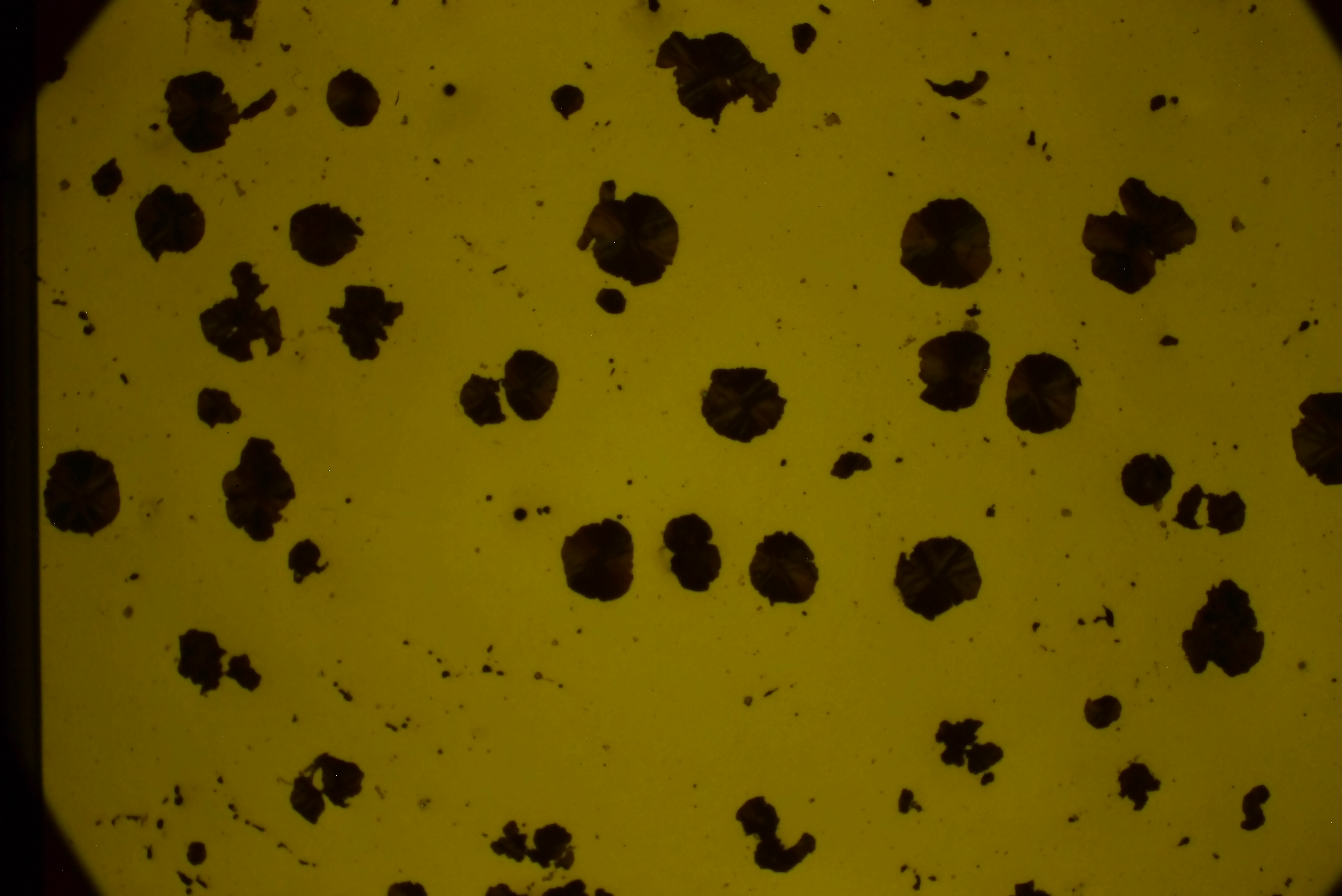 Cast Iron Preparation | Metallography.org